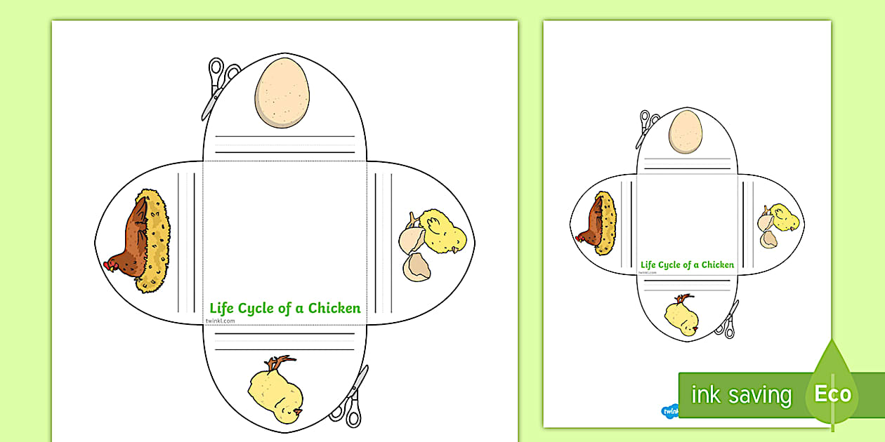 Chicken Life Cycle Interactive Visual Aid - Twinkl