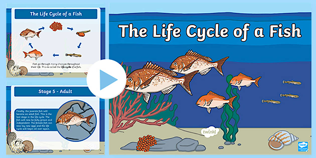Life Cycle of Fish PowerPoint – Twinkl Resources - Twinkl
