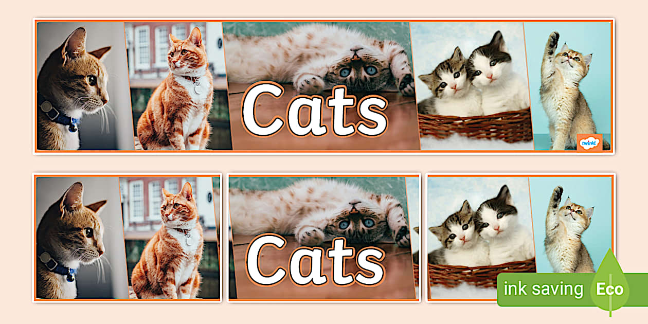 Cats Photo Display Banner (teacher made) - Twinkl