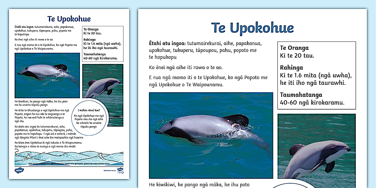 Hector's Dolphin - Te Reo Māori (Hecho por educadores)
