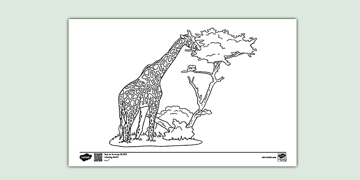 Giraffe Colouring | Colouring Pages for Kids | Twinkl
