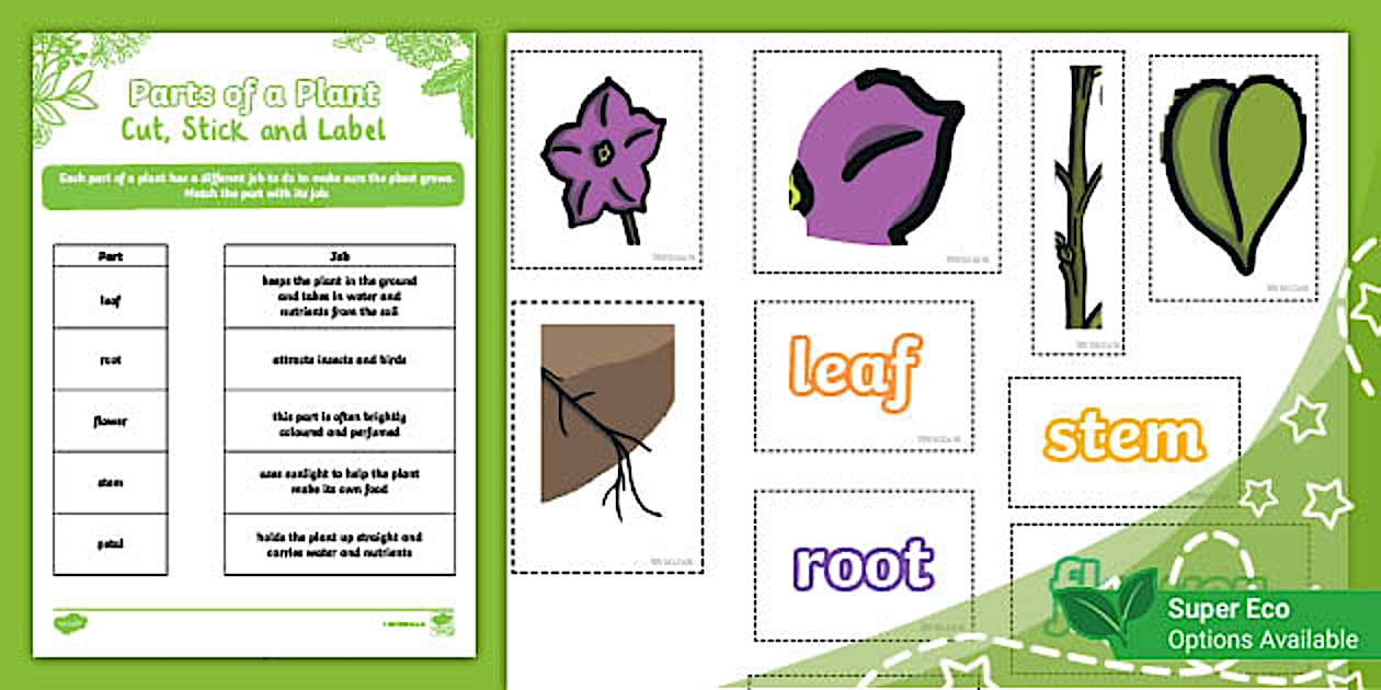 Parts of a Plant Activity (teacher made) - Twinkl