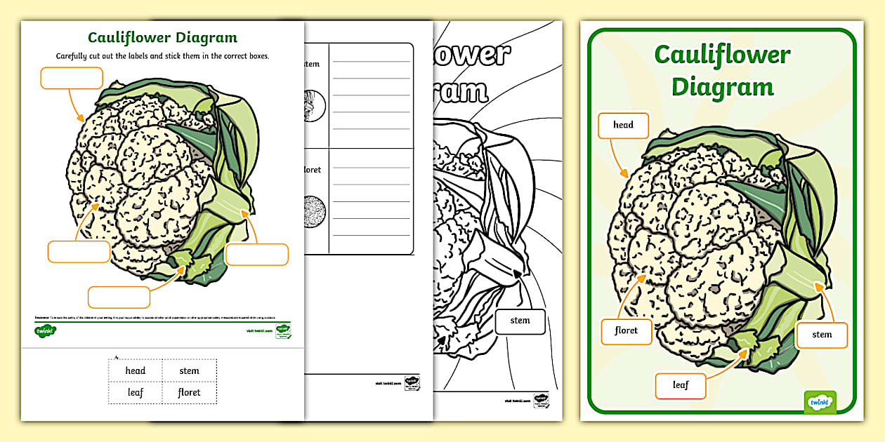 Cauliflower Diagram Activity Pack (teacher made) - Twinkl