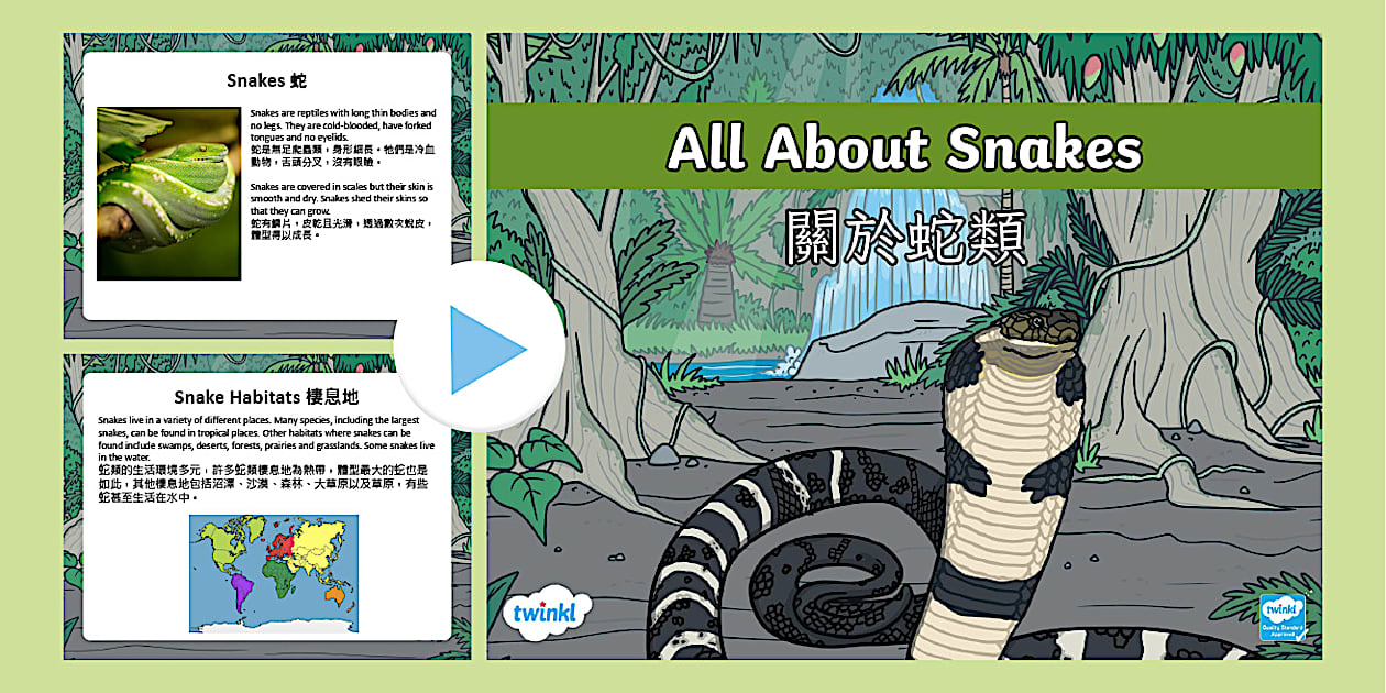 All About Snakes PowerPoint｜中英雙語 - Twinkl
