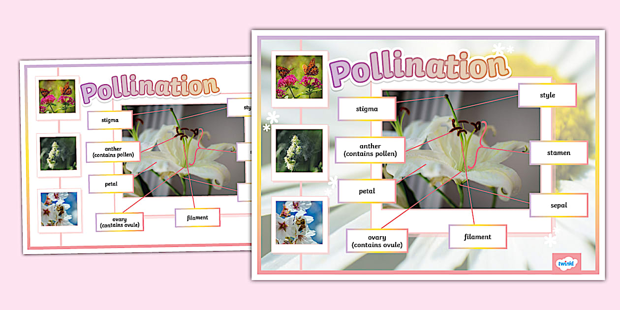 Pollination Photo Display Poster (teacher made) - Twinkl