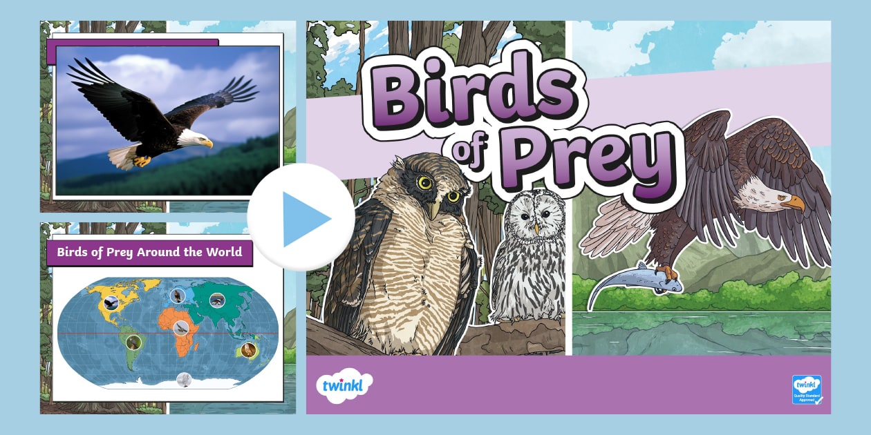 KS2 Birds of Prey Information Powerpoint - Twinkl