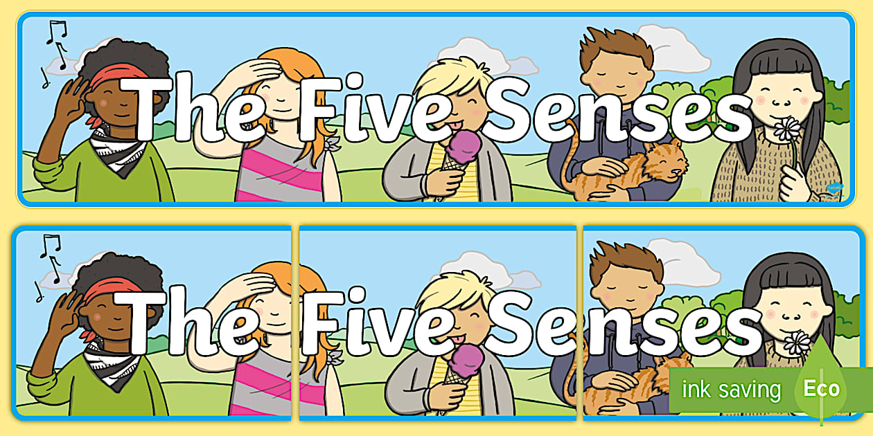 Cursive The Five Senses Display Banner (teacher made)