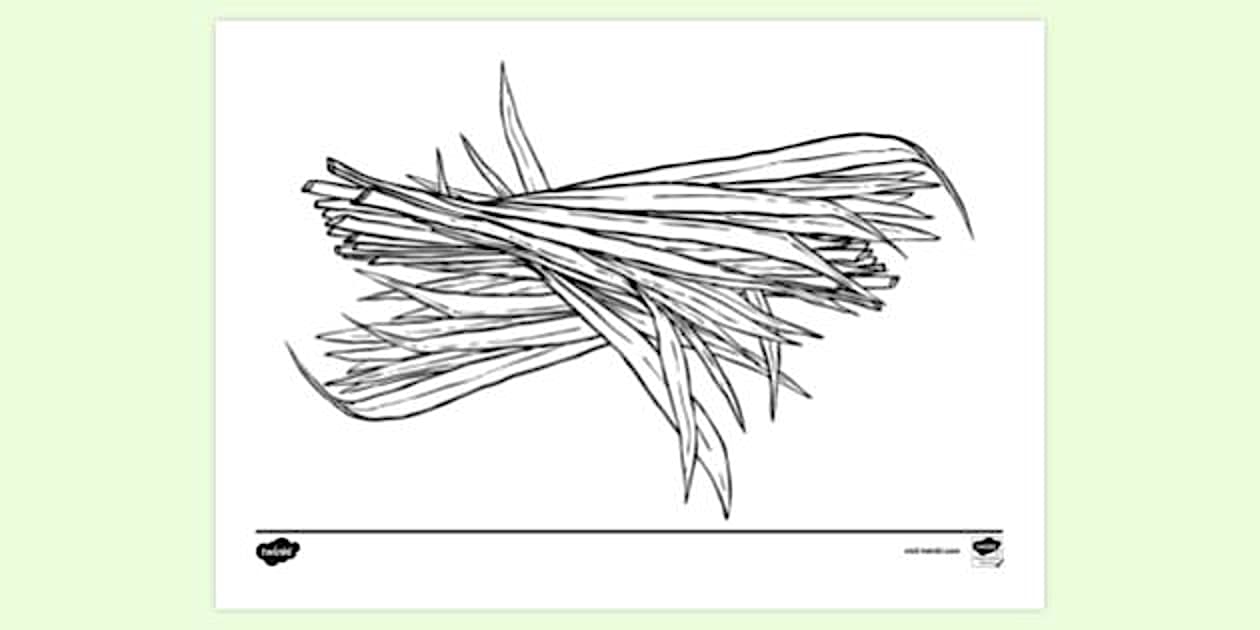 Harakeke Pile Colouring Sheet | Colouring Sheets
