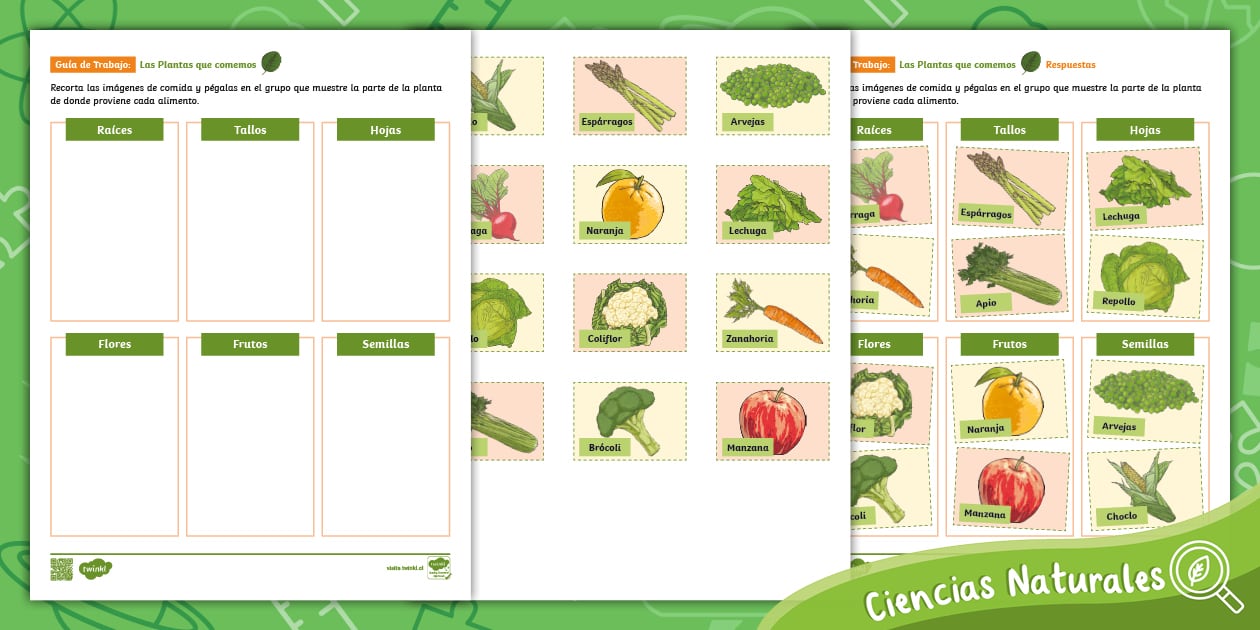 Guía de Trabajo: Las Plantas que comemos (teacher made)