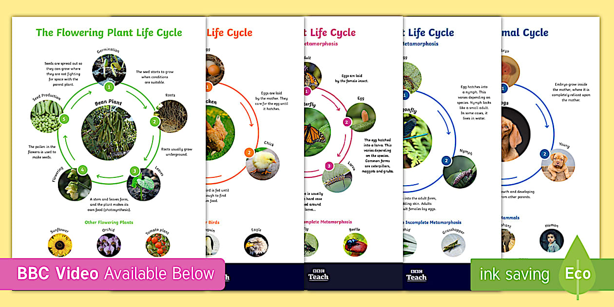 FREE! - Life Cycle Posters - BBC Teach Video - Twinkl - Partnerships
