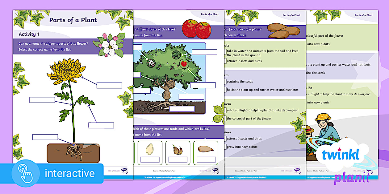 Interactive PDF: Home Learning: Science: Parts of a Plant