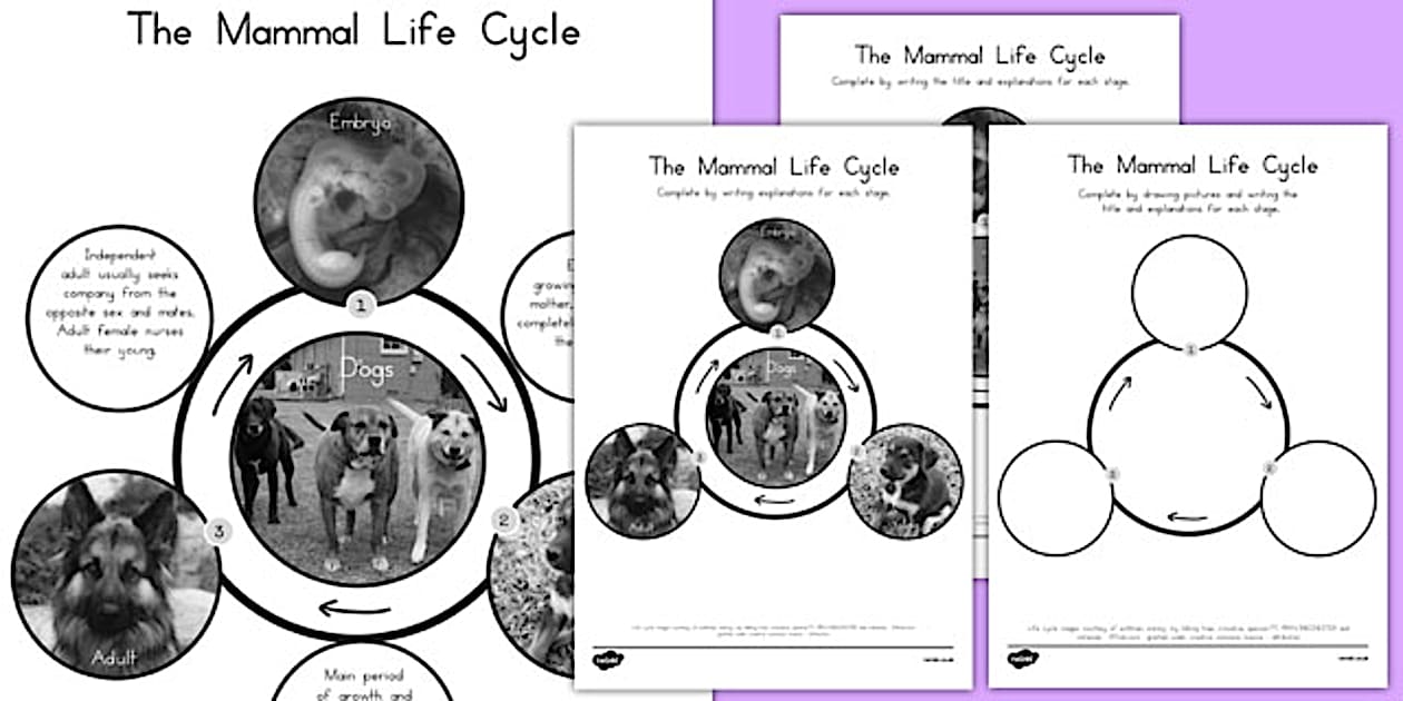 The Life Cycle of a Mammal - KS2 | Life Cycle for Kids