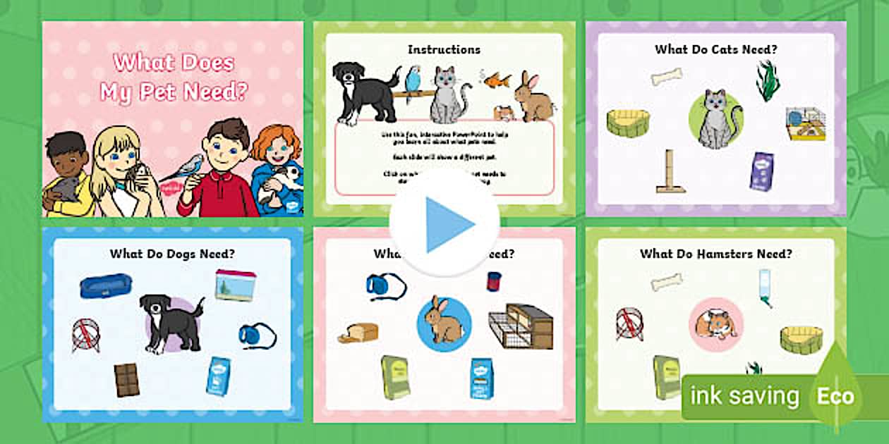 What Does My Pet Need? PowerPoint (teacher made) - Twinkl