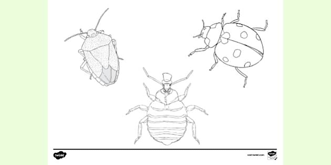 Free Bug Colouring Page | Colouring Sheet (teacher made)