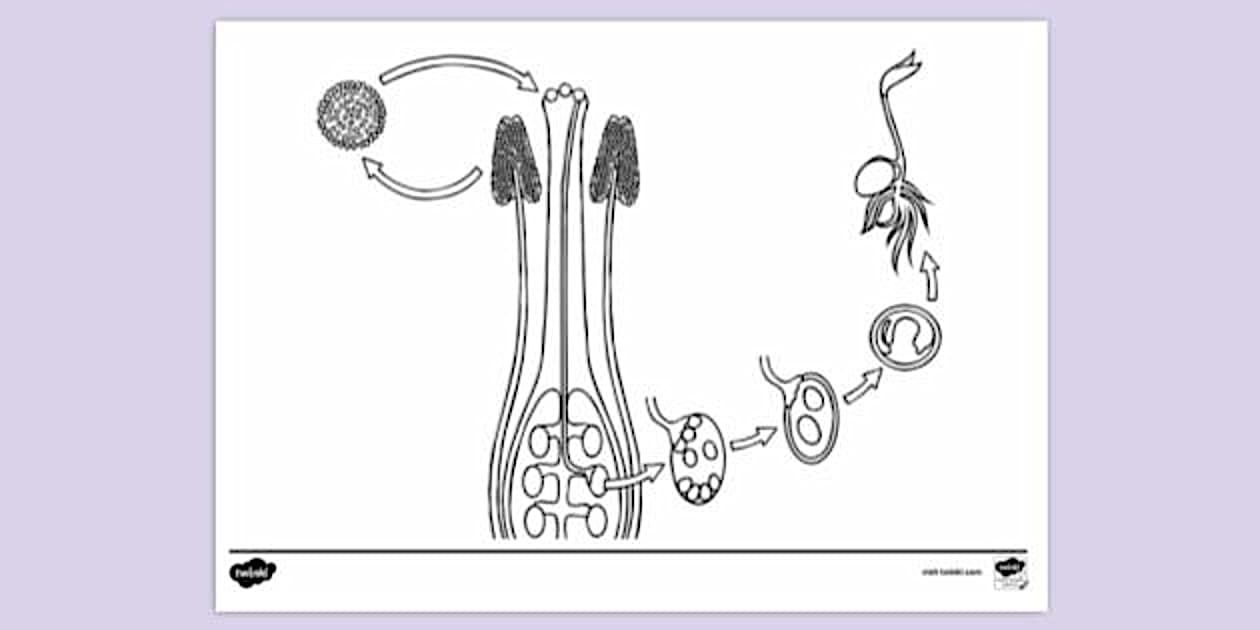 Plants Reproduction Colouring | Colouring Sheet - Twinkl