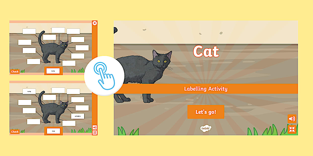 Interactive Cat Labelling Activity (teacher made) - Twinkl