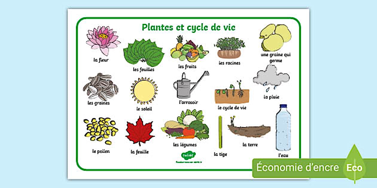 Ensemble de mots : Plantes et cycle de vie
