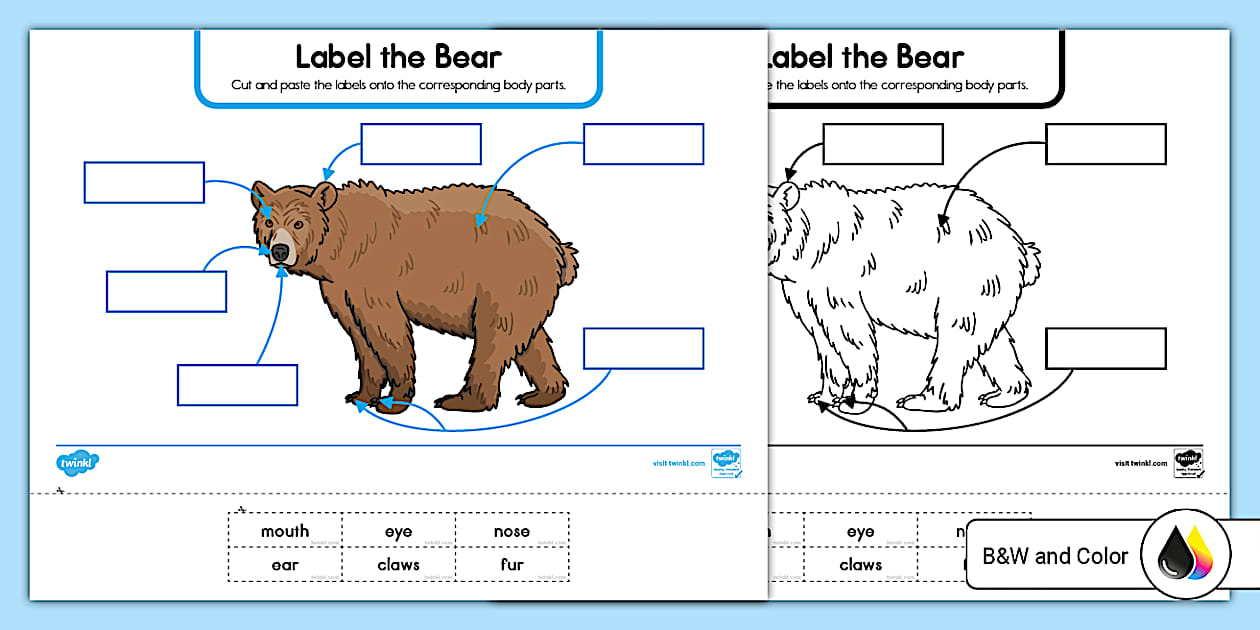 Label the Bear Worksheet (teacher made) - Twinkl