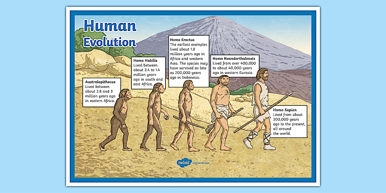 Human Evolution Display Poster (teacher made) - Twinkl