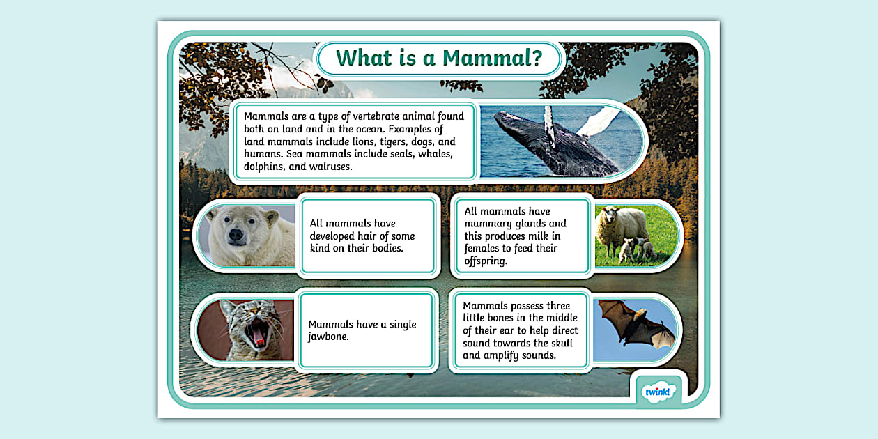 What is a Mammal? Display Poster (teacher made) - Twinkl