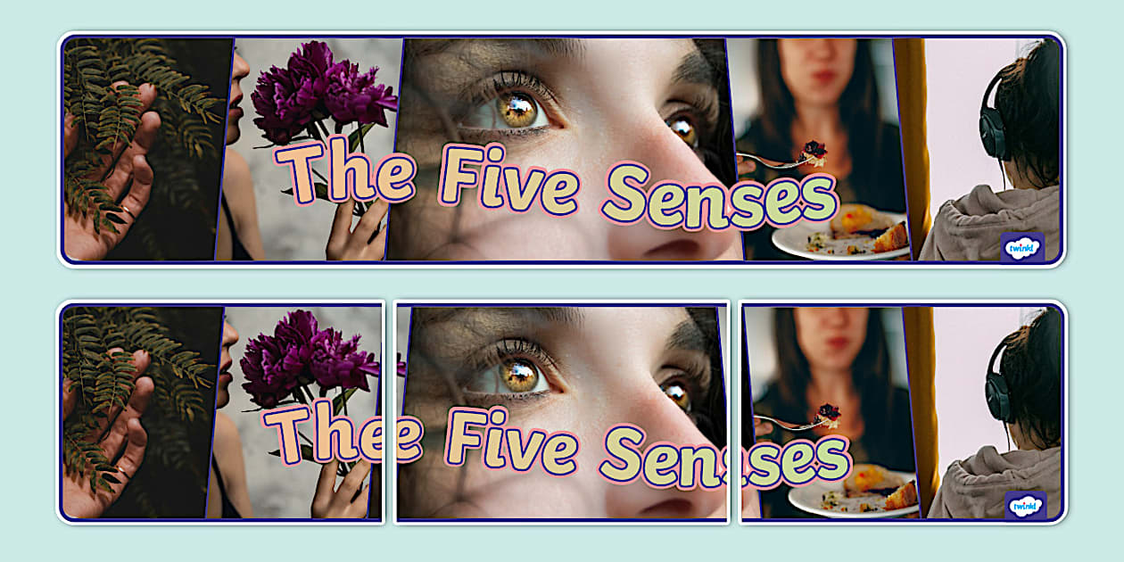 The Five Senses Photo Display Banner (teacher made) - Twinkl
