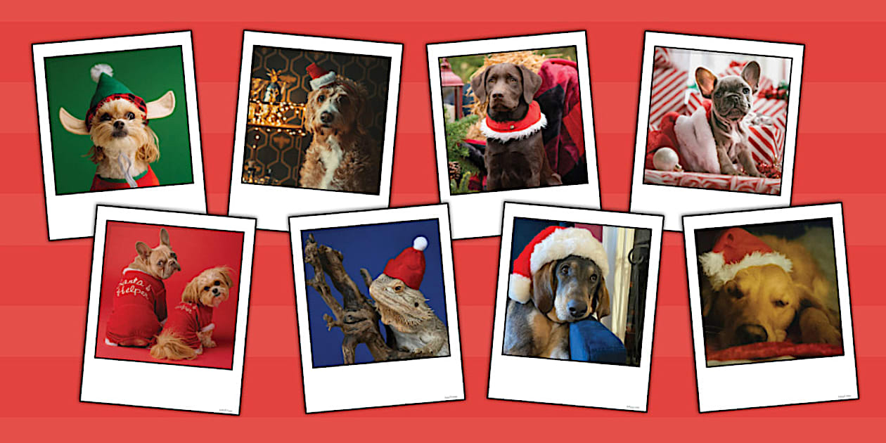 Santa Paws Instant Photo Style Display Images (teacher made)