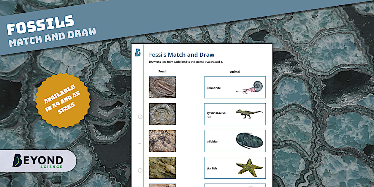 Fossils Match and Draw | KS3 Biology | Beyond Science