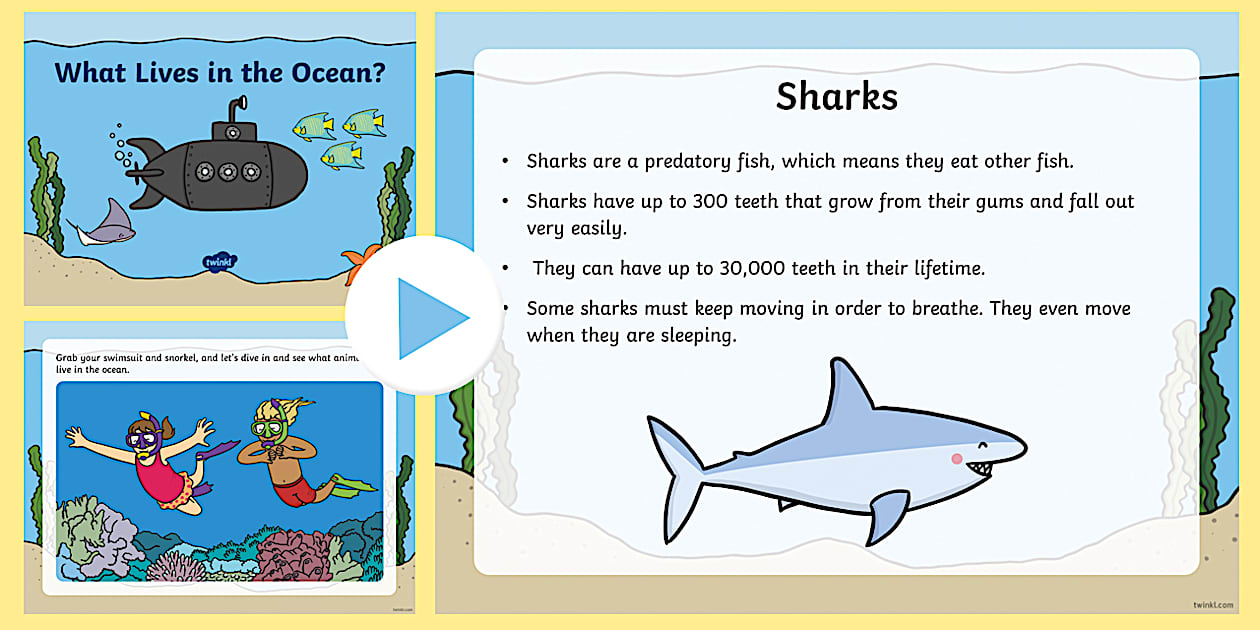 Ocean Life PowerPoint | World Ocean Day | Twinkl USA
