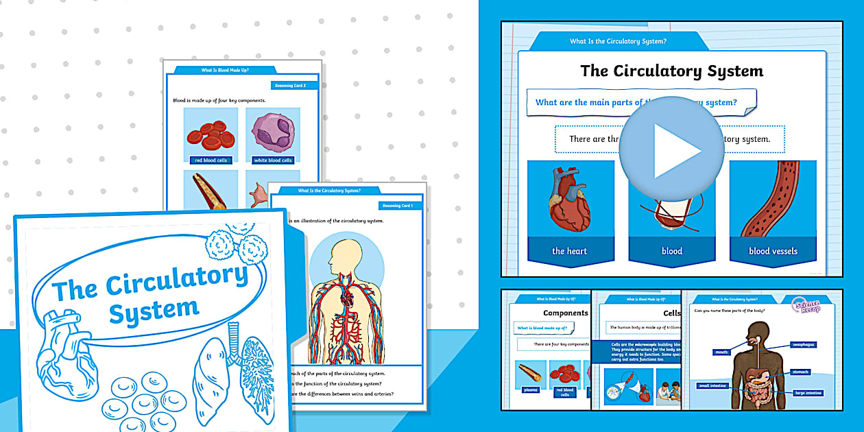 Step into Science: Y6 Spring Block 3: The Circulatory System