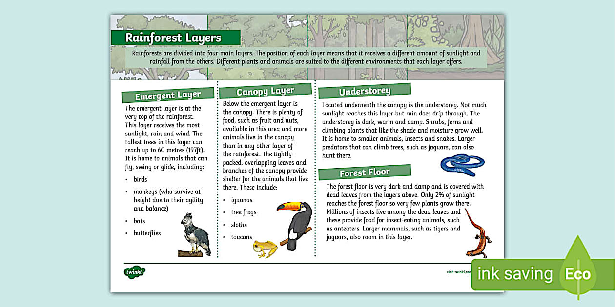Rainforest Layers Fact File - KS2 (teacher made) - Twinkl