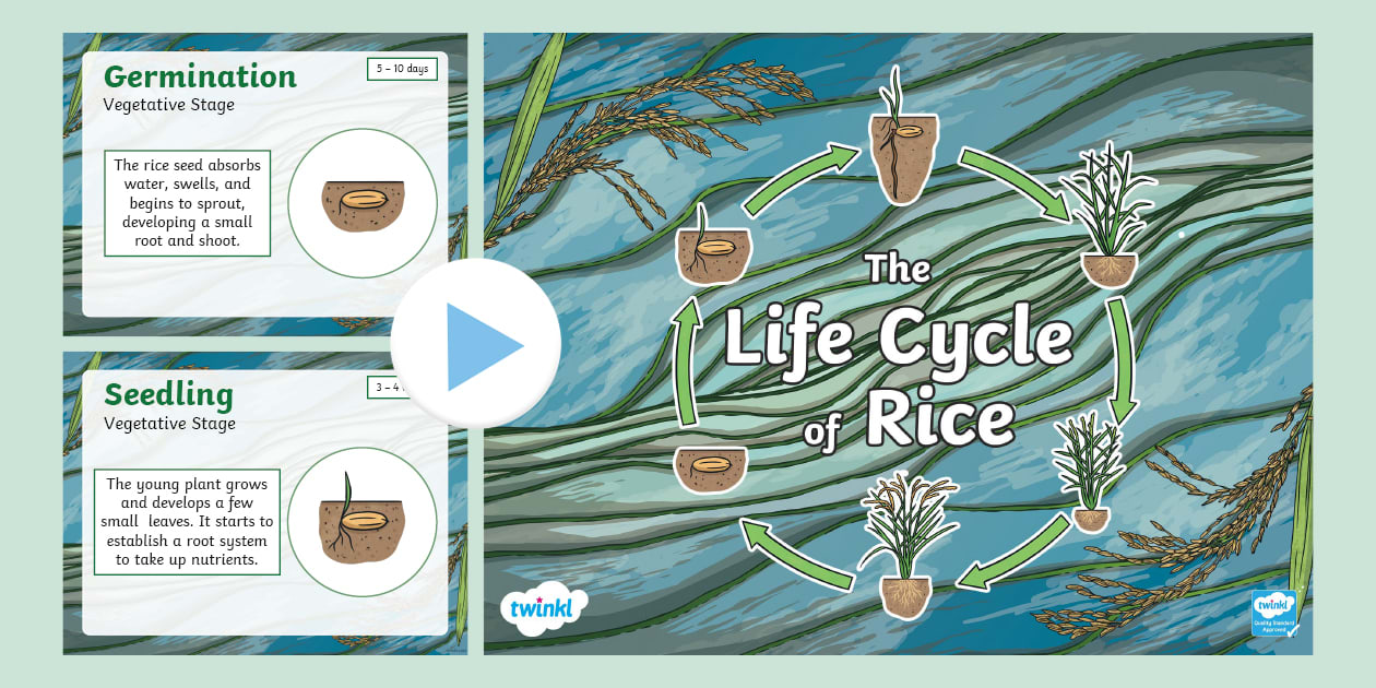 Life Cycle of Rice PowerPoint - Twinkl