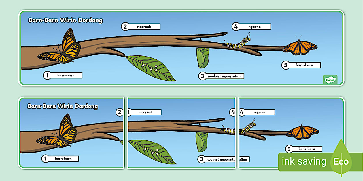 Butterfly Life Cycle in Noongar Language (Lehrer gemacht)