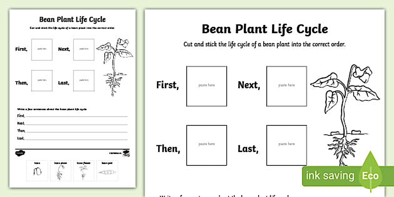 Editable Bean Plant Life Cycle Sentence Writing Worksheet