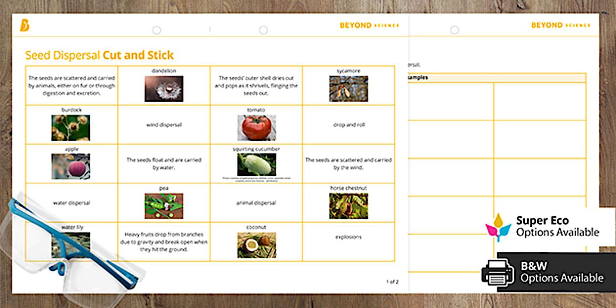 Seed Dispersal Cut and Stick Worksheet | Beyond - Twinkl