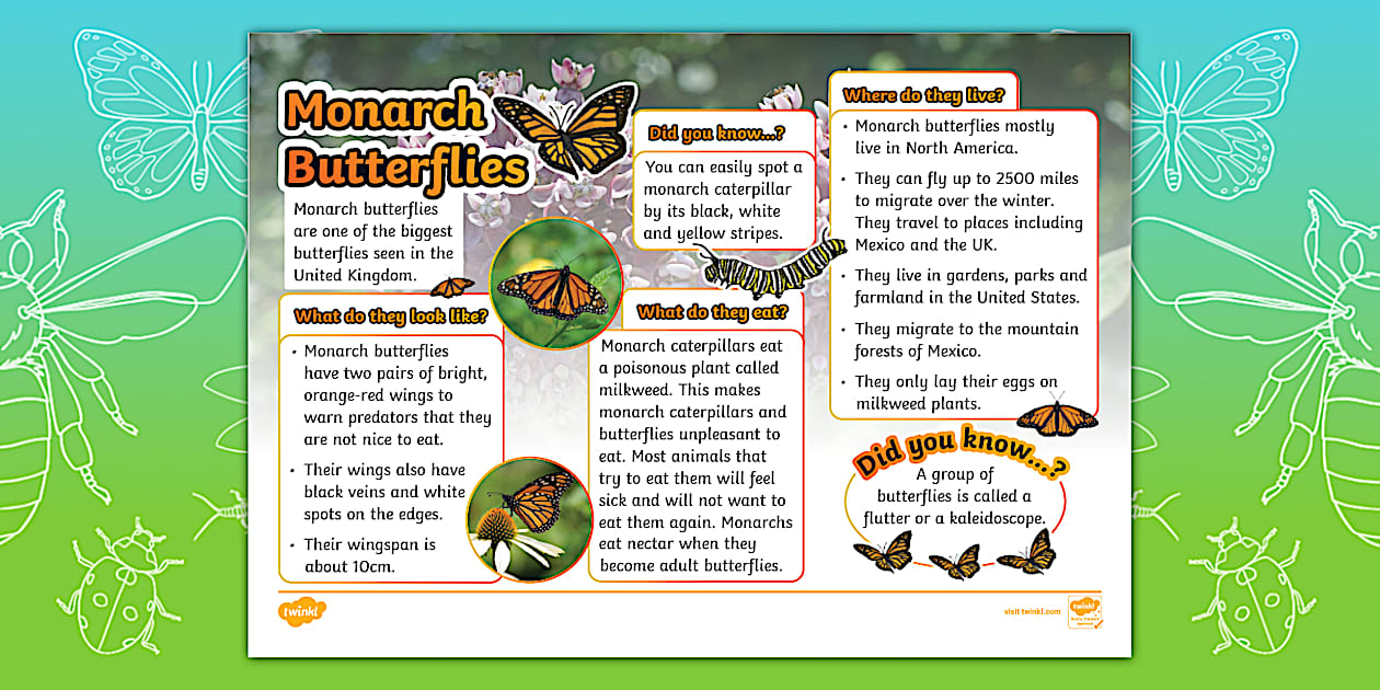 KS1 Monarch Butterfly Fact File - Twinkl - Minibeasts