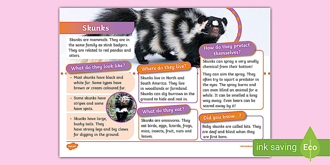 KS1 Skunk Fact File - Animals - Mammals (teacher made)