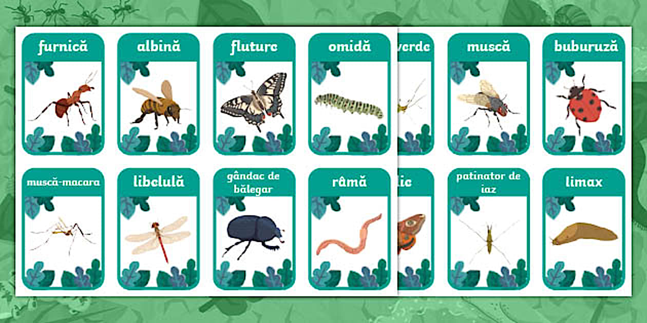 Micile viețuitoare – Cartonașe cu vocabular - Twinkl