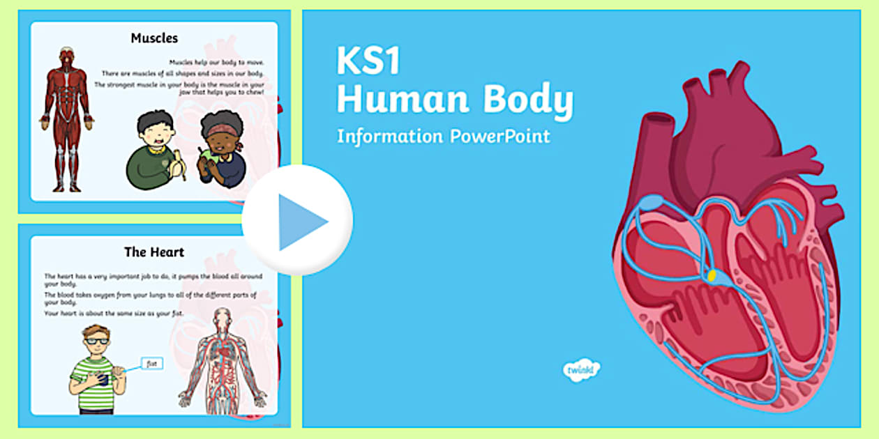 Body Parts KS1 | Human Body Information PowerPoint - Twinkl