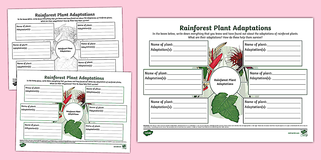 Rainforest Plant Adaptation Mind Map (teacher made) - Twinkl