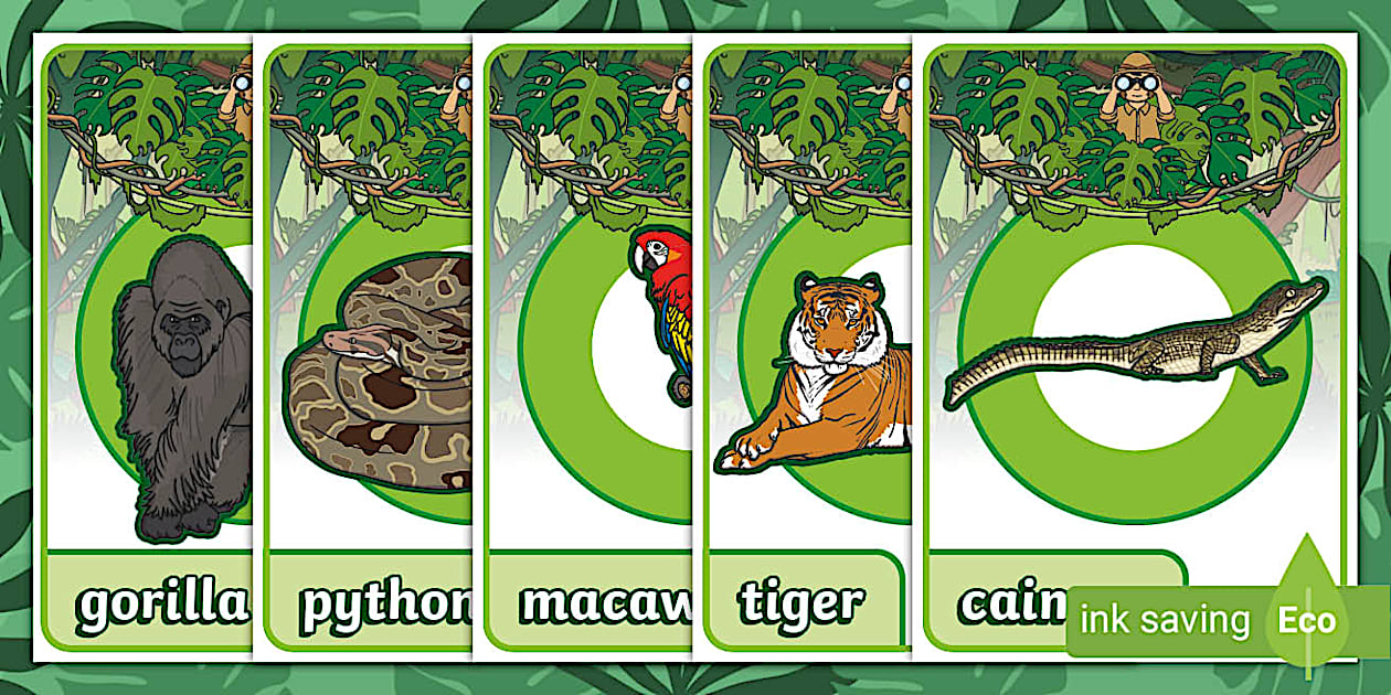 Jungle & Rainforest Display Posters (Jungle Background)