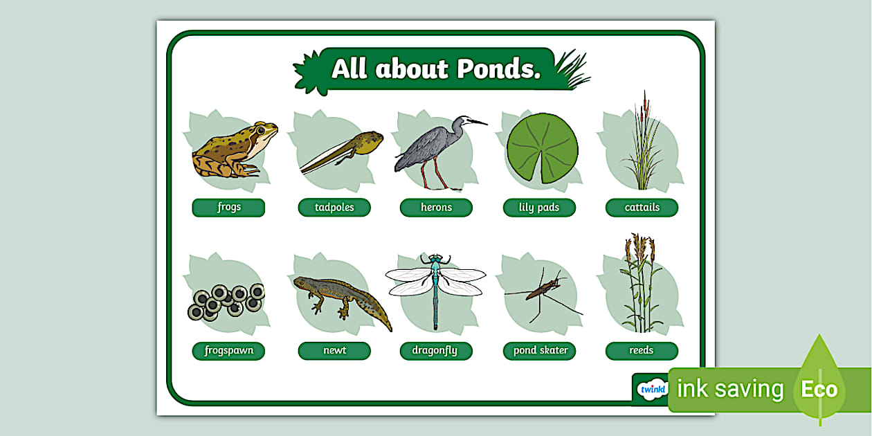 All about ponds Word Mat (Teacher-Made) - Twinkl