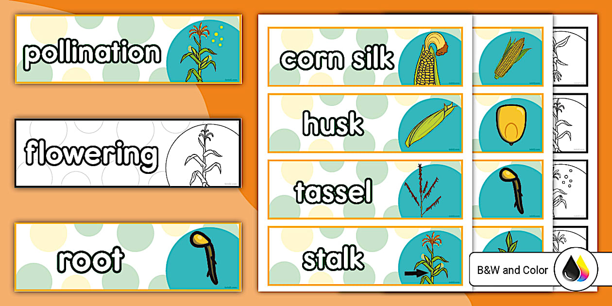 Corn Plant Word Cards (Teacher-Made) - Twinkl