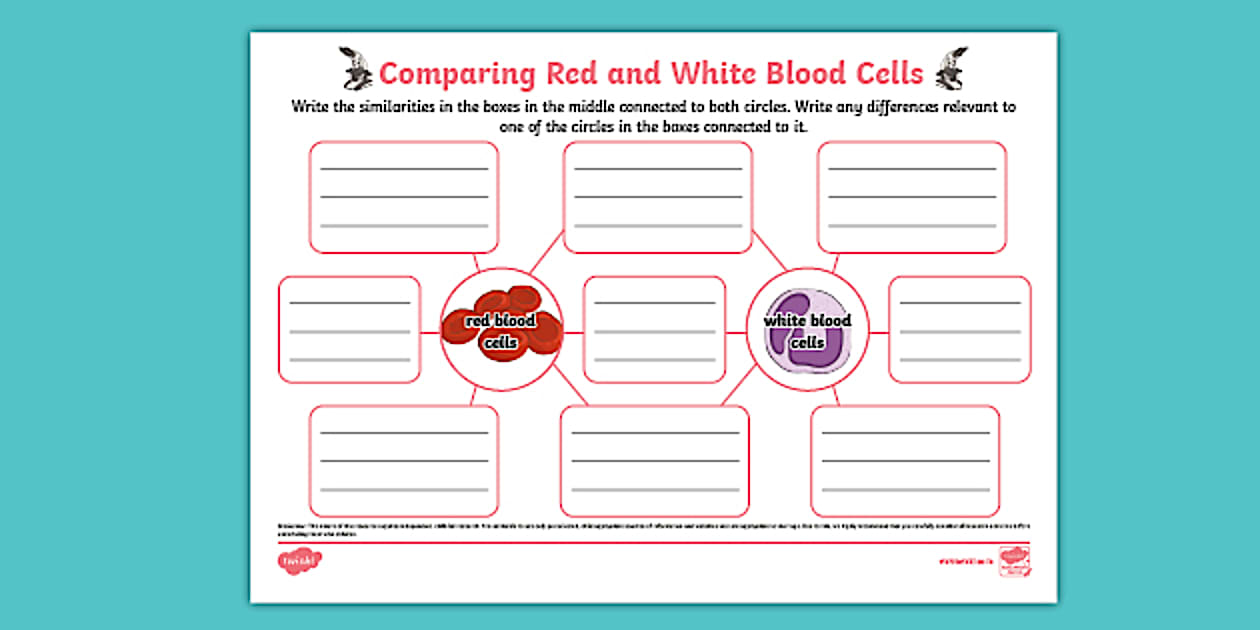 Comparing Red and White Blood Cells Mind Map (teacher made)