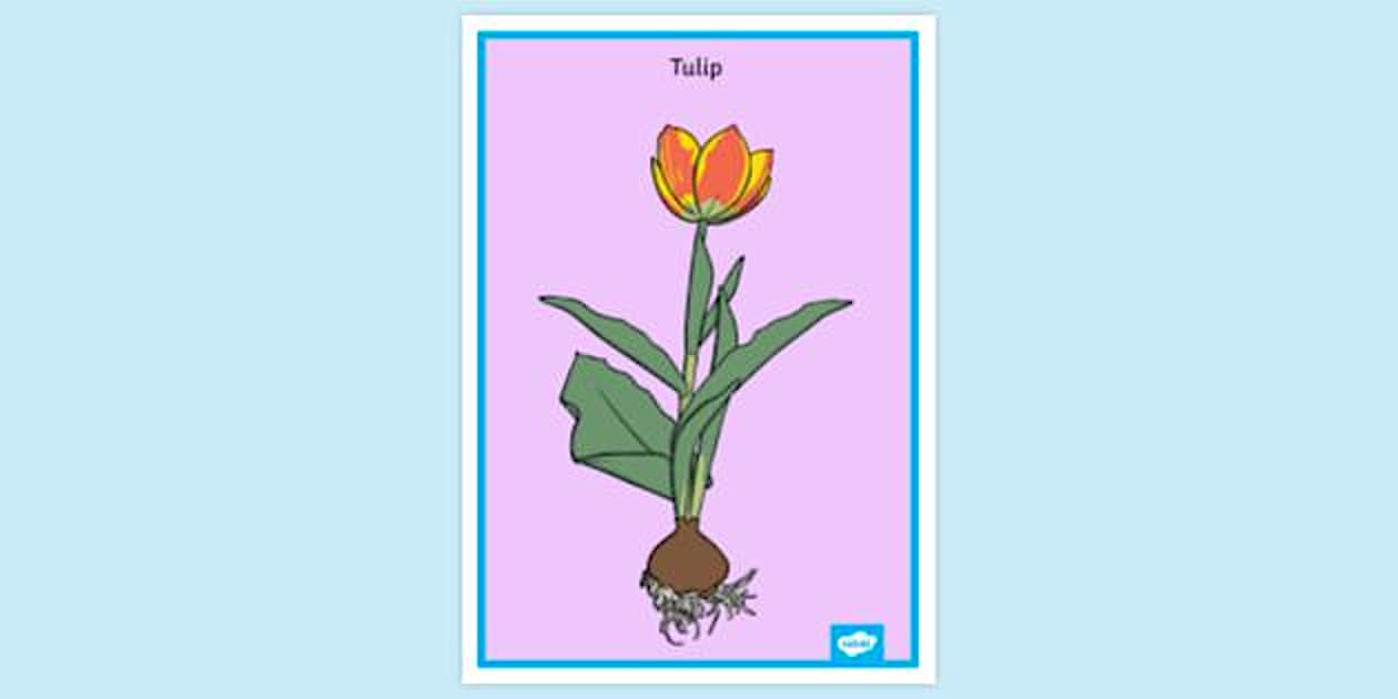 Tulip Poster | Display | Primary Resources (Teacher-Made)