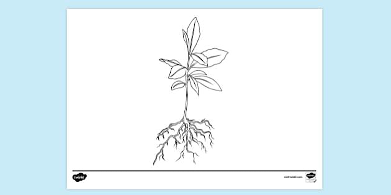 Plant With Roots Colouring Sheet | Colouring Sheets - Twinkl