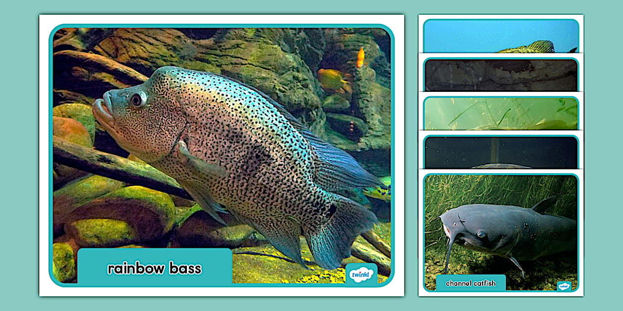 Freshwater Fish Photos (teacher made) - Twinkl