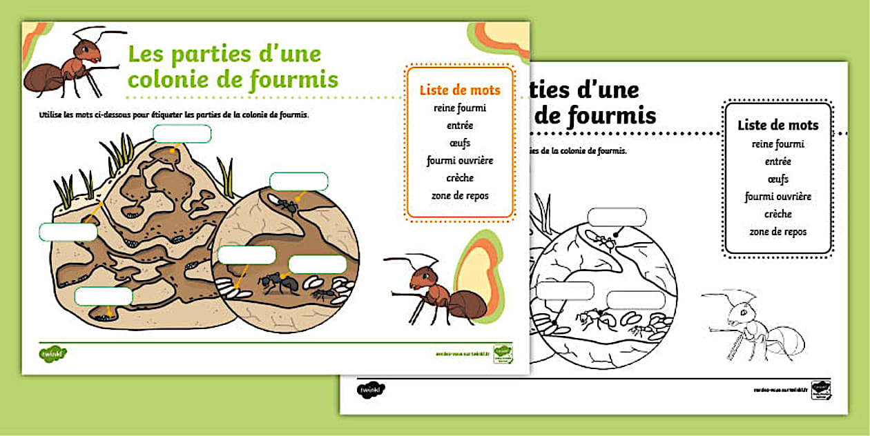 Feuille d'activité : La colonie de fourmis (teacher made)