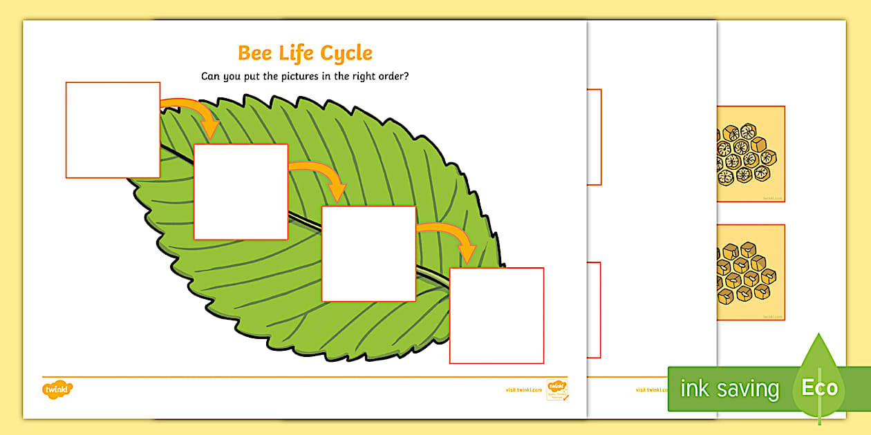 Bee Life Cycle Worksheets (teacher made) - Twinkl