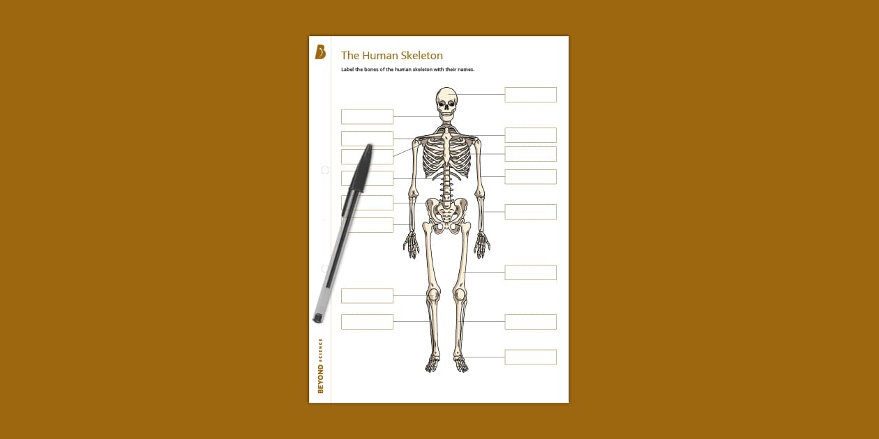 Skeleton Labelling Worksheet | KS3 Biology | Beyond Science