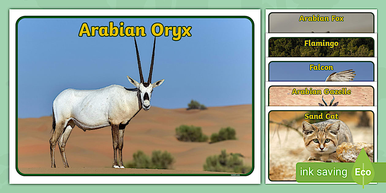 UAE Animals Display Photo Pack
